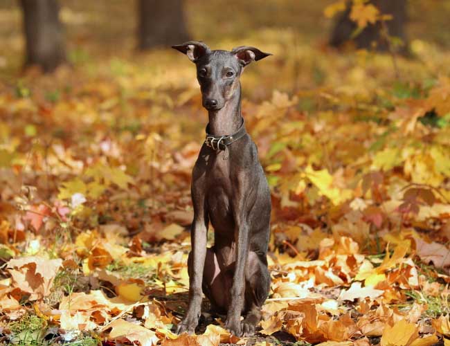 布尔药业_重庆布尔动物药业有限公司欢迎您！
